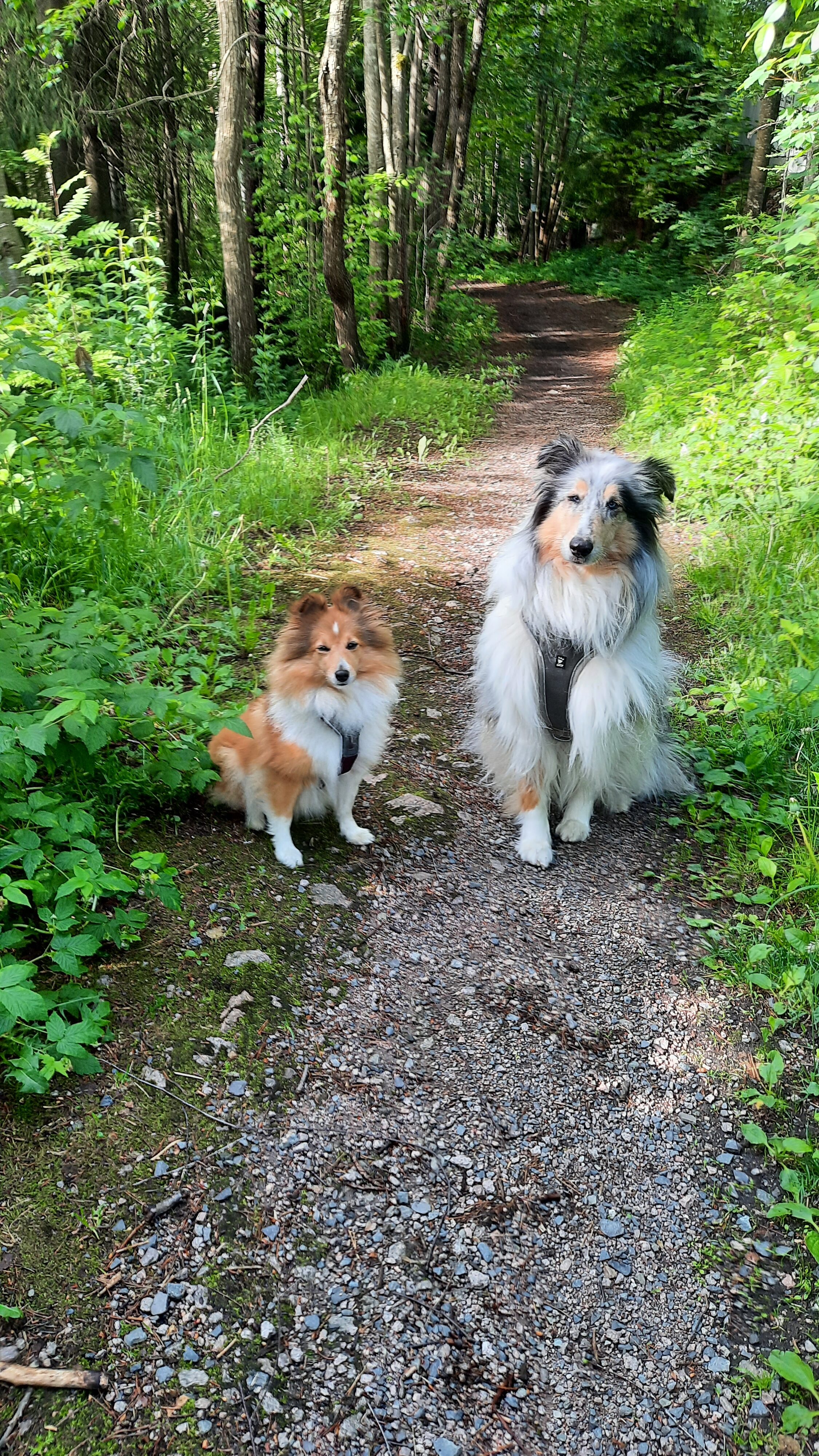 To gode venner på tur i Lillomarka