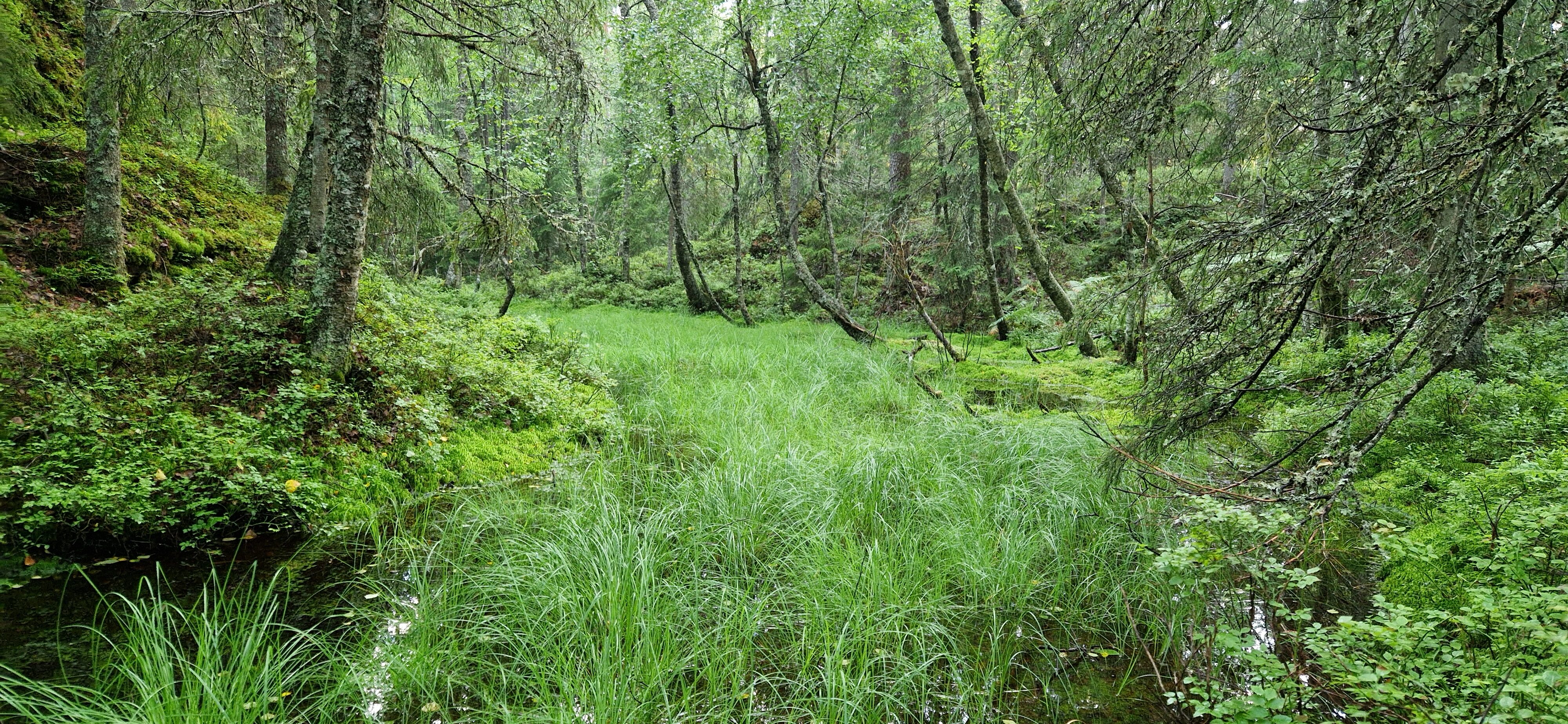 Vi trenger flere svar om nærskogen før vi er beroliget